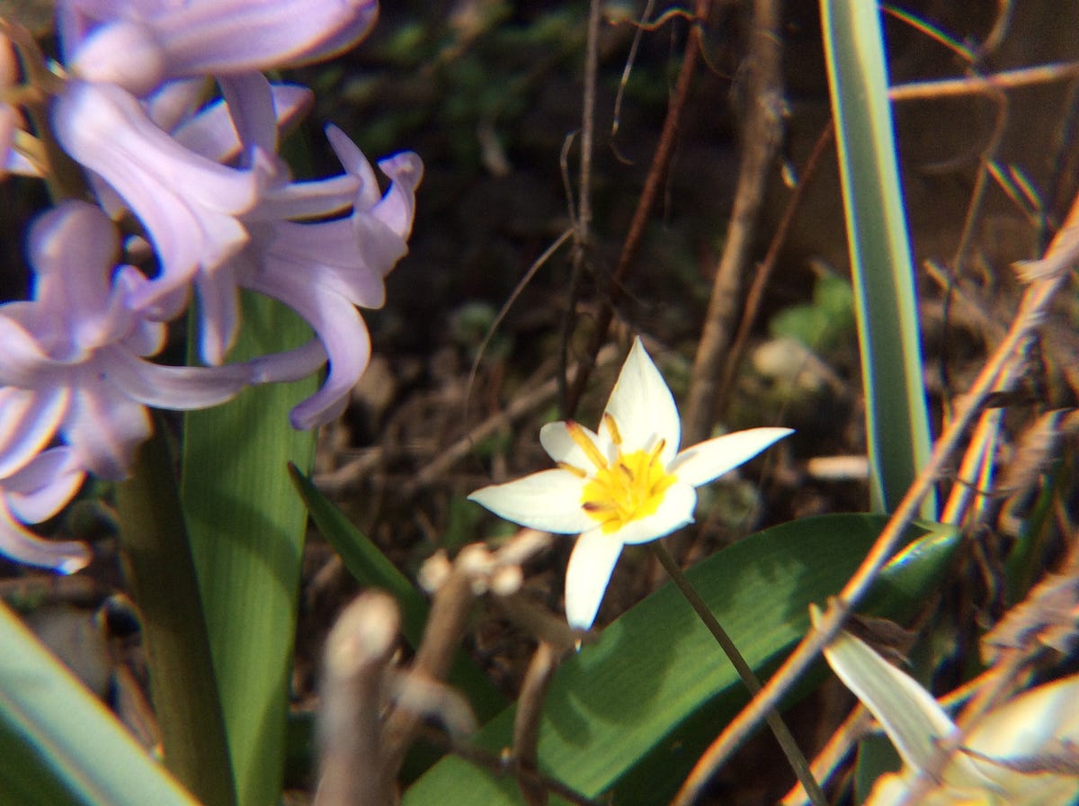 Speak Softly, Early Spring Flowers, With Kindness | by William J ...