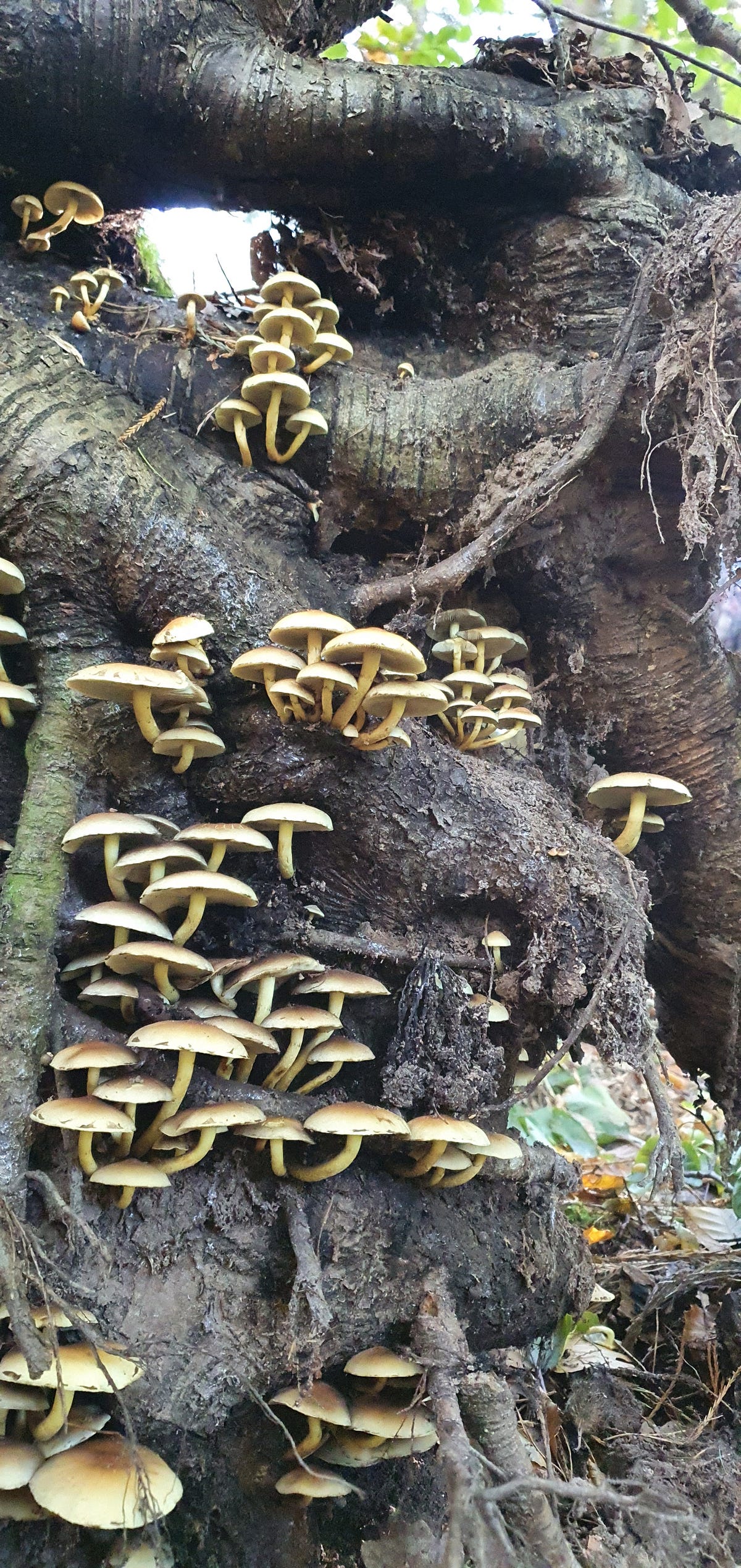 Decorators in Python. Decorator is a design pattern that is… | by Eid ...