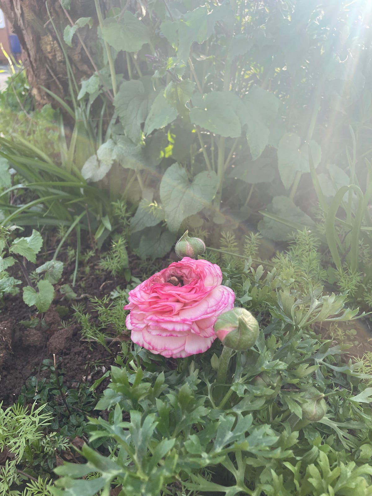 Ranunculus. Flowers grown from seed | by Hermione Wilds Writes - Writer ...