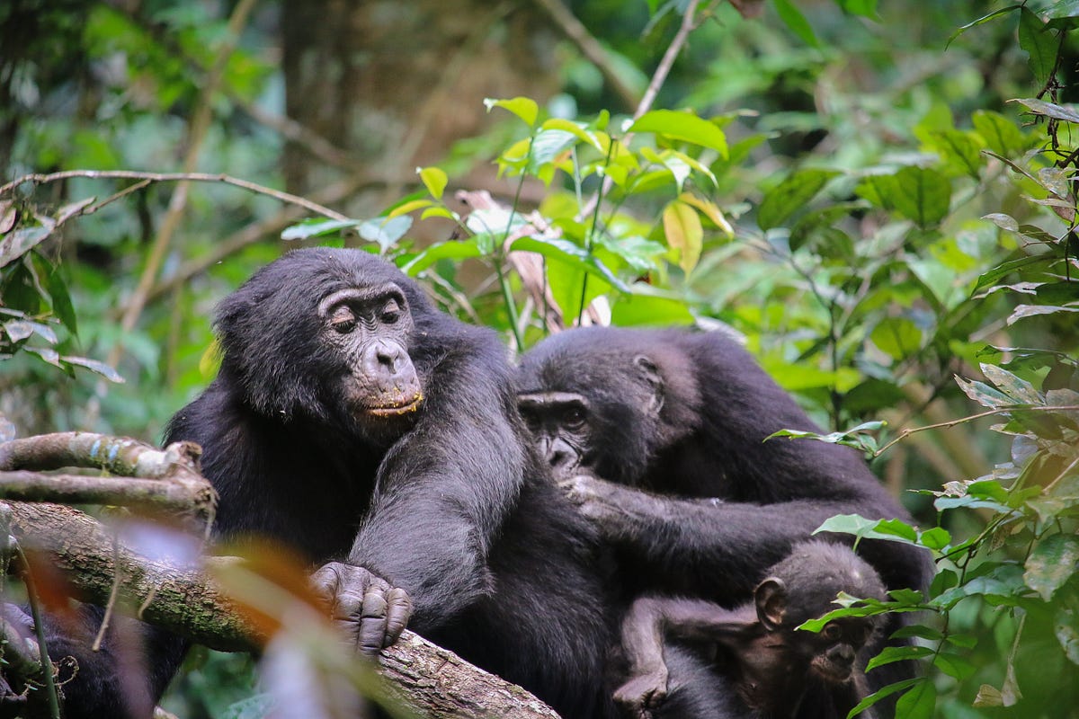 Bonobos: Gardeners of the Congo Basin | by Project Impact | Medium