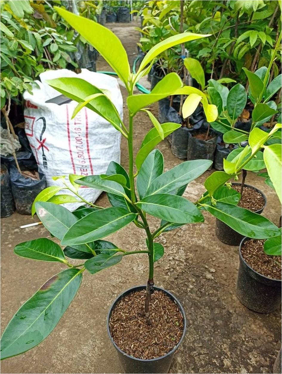 Bibit Black Sapote Jumbo Cangkok Asli Okulasi Sawo Mexico Hitam Buah ...