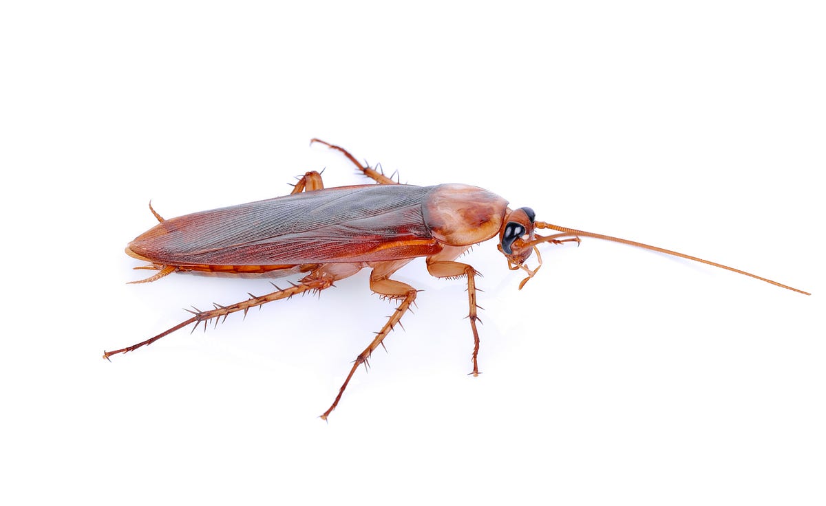 How to Identify and Deal with Household Pests — Pro Pest Control ...