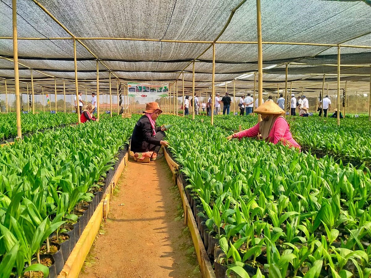 Proyek Bibitan PTPN Bekri, Suplemen Ekonomi Tetangga Mandiri | by ...
