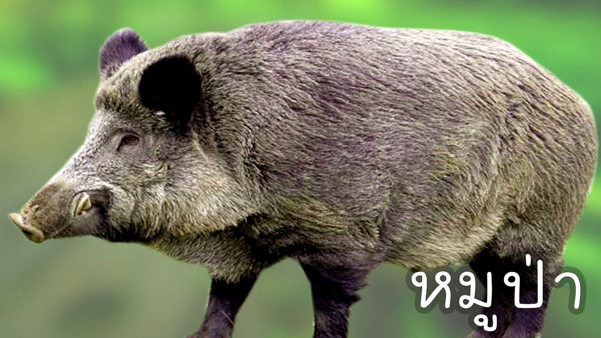 Boar. The name of the pig, which is the… | by Pisann Numn | Medium