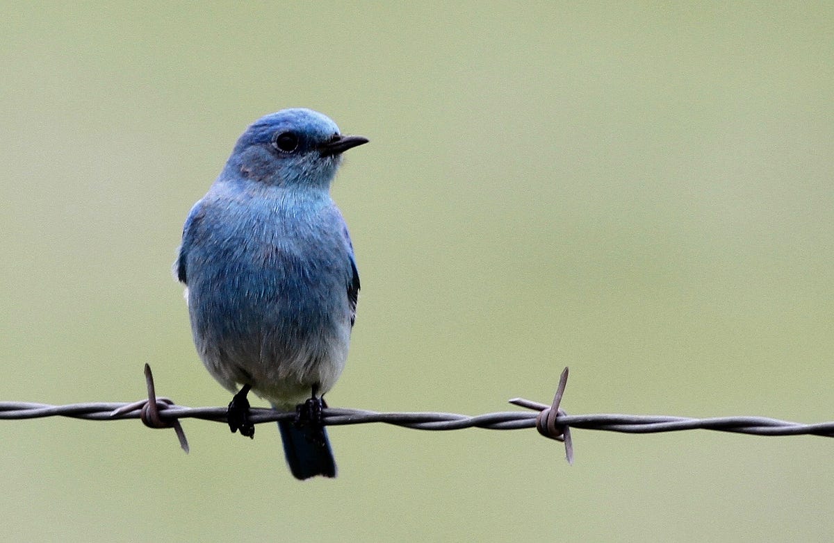 How #TransCrowdFund Fights Against Economic Violence | by Adryan ...