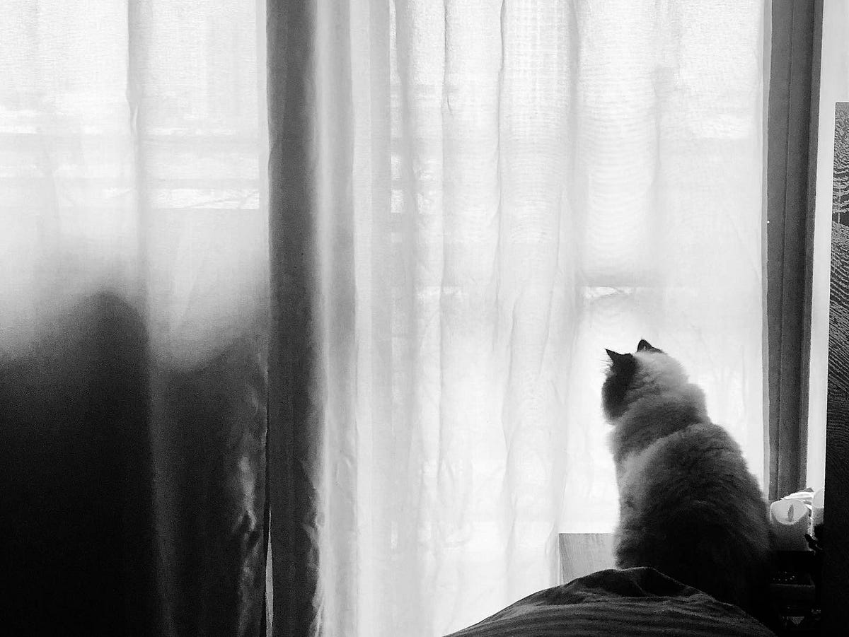 One Year Without You. I couldn't bring myself to write on… | by Punch ...