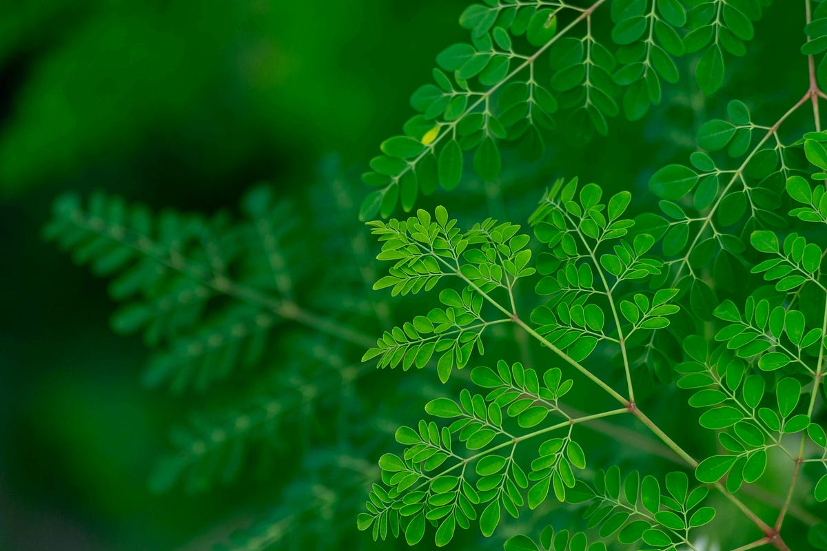 How My Neighbor’s Gardening Routine and My Wife’s Coffee Abstinence Led ...