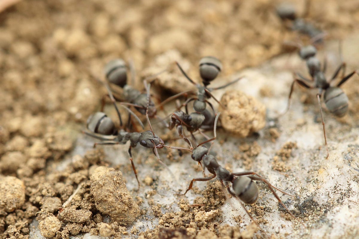 🐦 Are ants causing havoc in your home? We’ve got your back! Our English ...