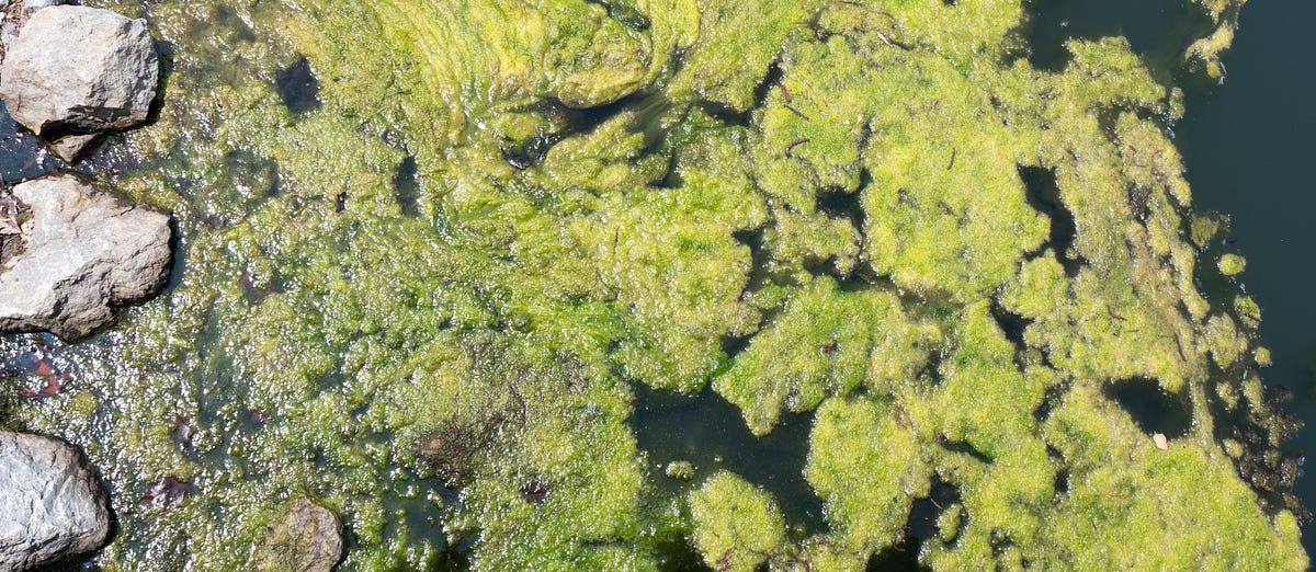 Climate Change And Its Effect On Toxic Algae Blooms? | by Mark Washburn ...