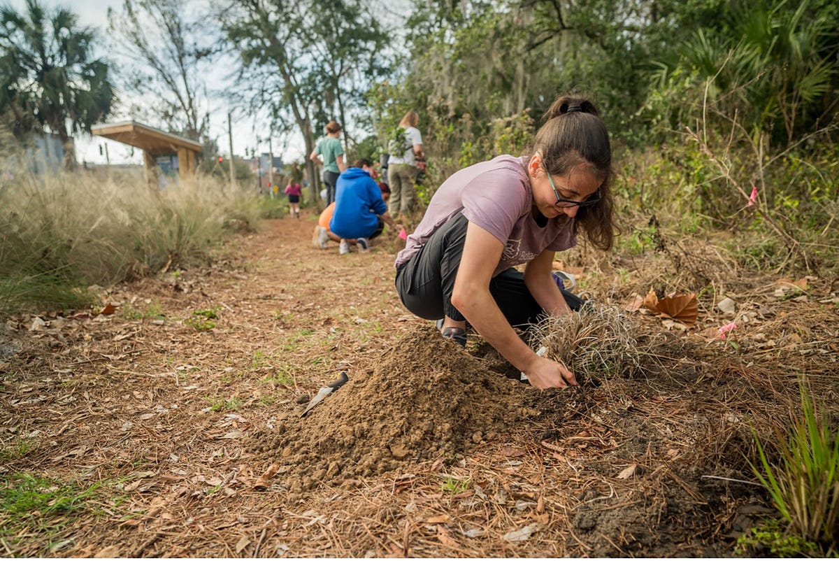 McCarty Woods survived bulldozing plans | Florida Gator Magazine