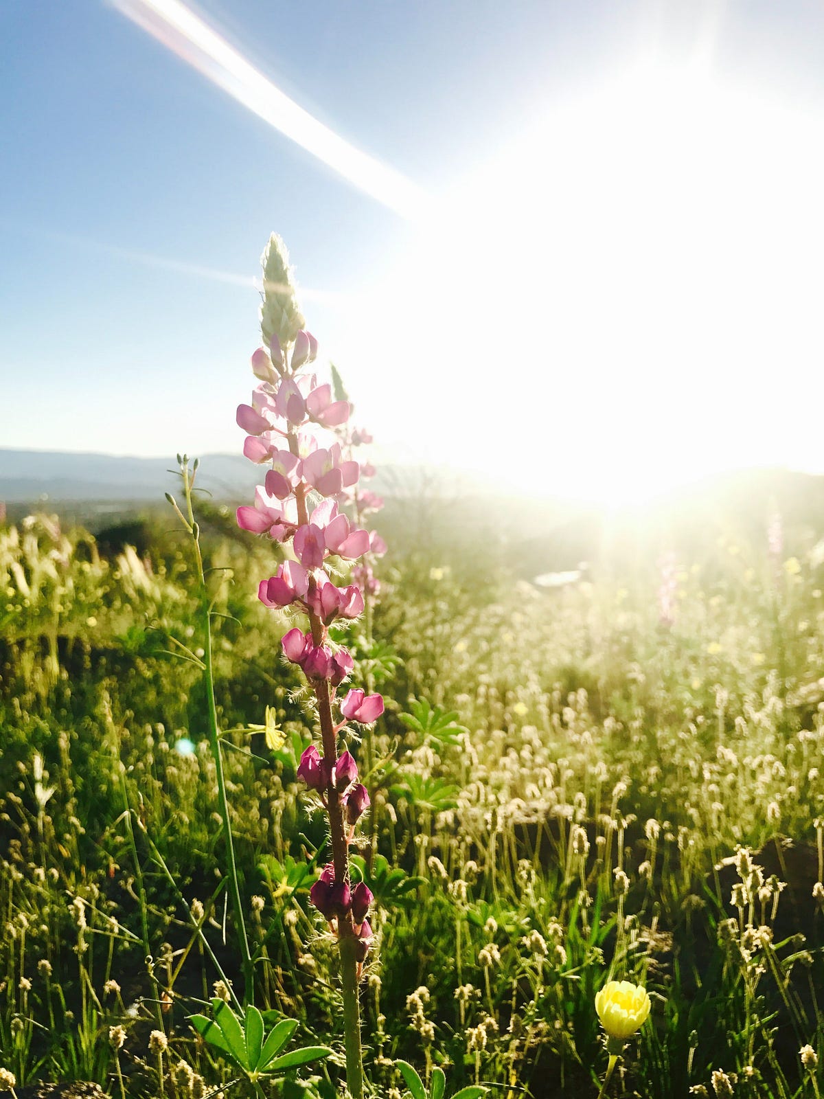 New Spring. A Post COVID World. by John Hamalian on Medium | THE RISE ...