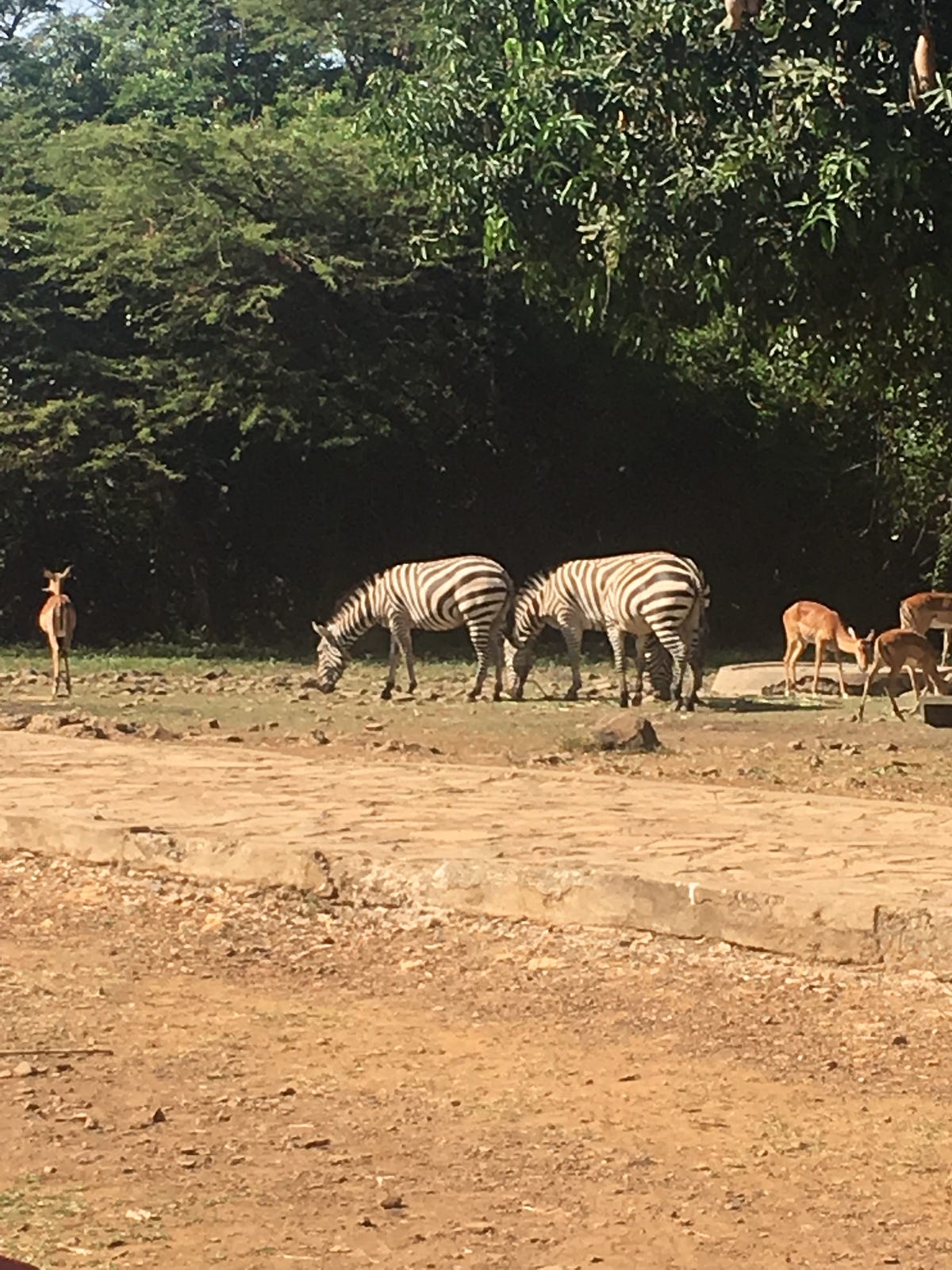 Impala Park — February 9, 2019. On Saturday, the group went to Impala ...