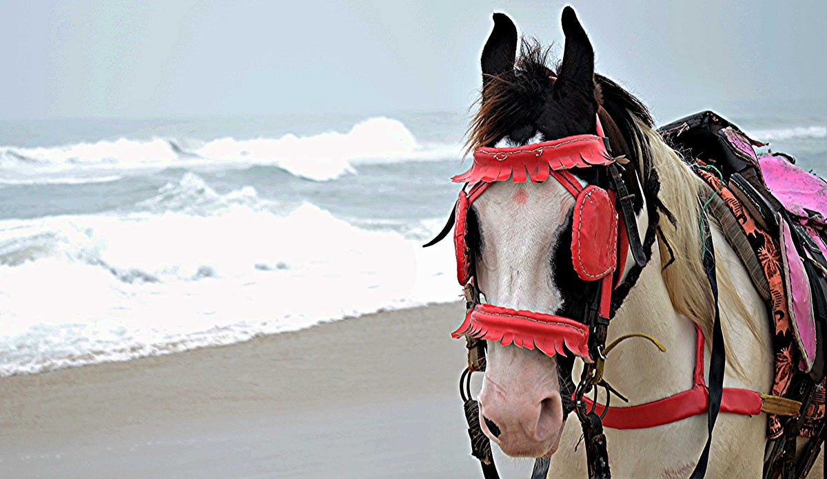 Learn to See More Clearly. Getting rid of your blinders | by Bill ...