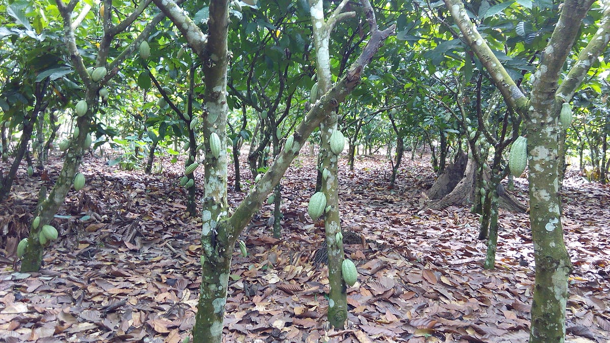Farming life in Ghana & the Rural Experience | by Patrick Sakyi | Medium