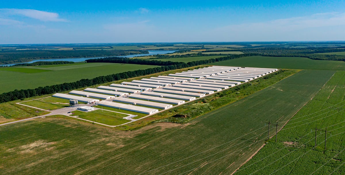 USDA’s New Poultry Industry Transparency Rule Explained | by RAFI-USA ...