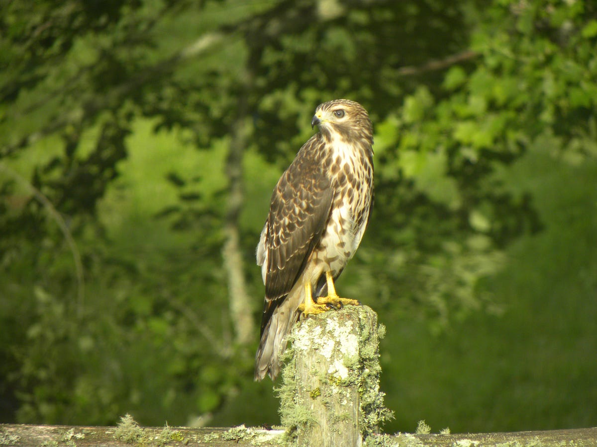 Back Porch Birding Part 3. Hawks of Lower Appalachia ~ | by Ridge | Medium