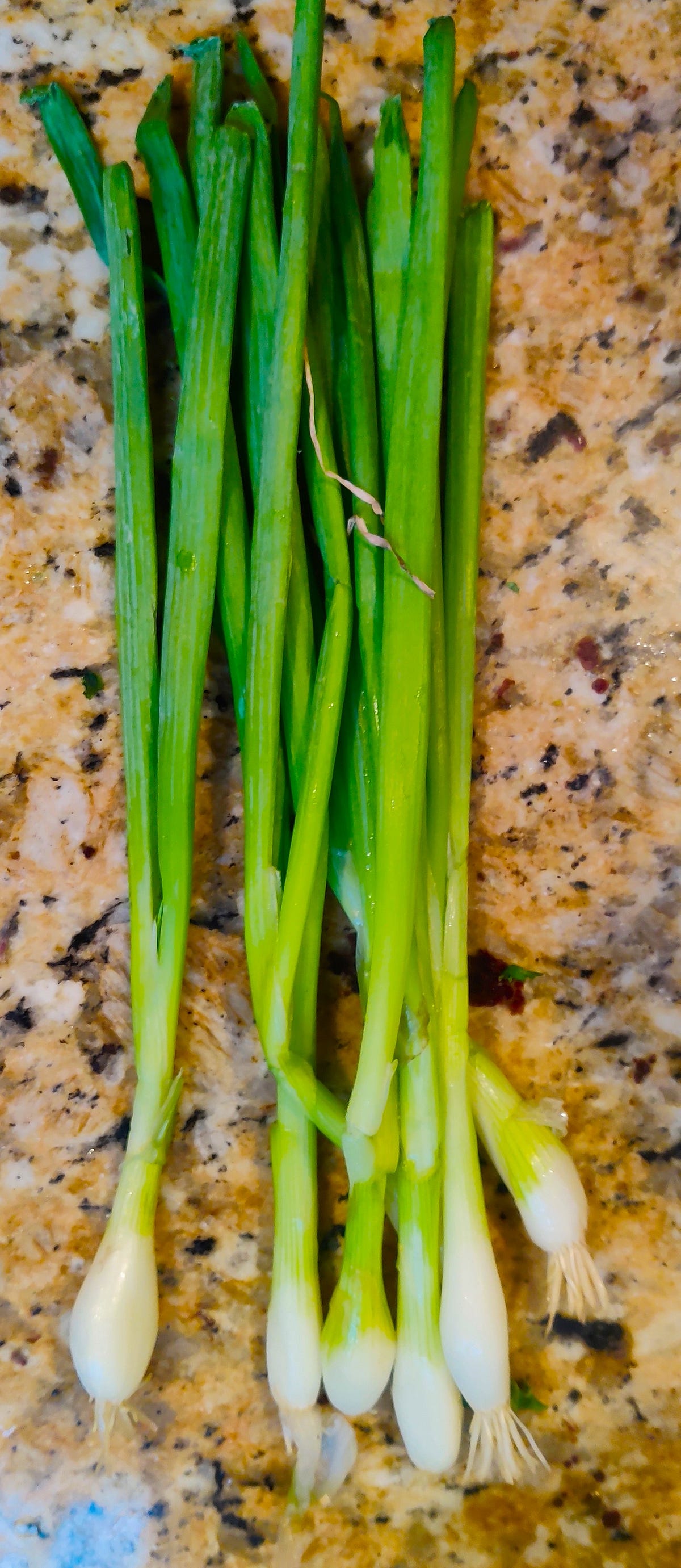 Are You Living An Onion Life? Or An Escallion Life? | by Annelise Lords ...