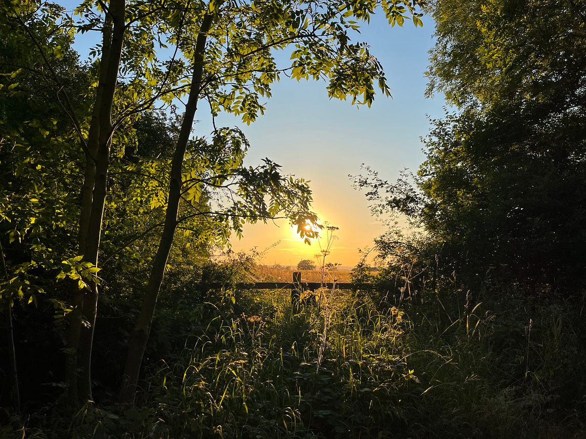 Wildlife on a Summer’s Evening. A little bit wild | by Ivy Shepherd ...