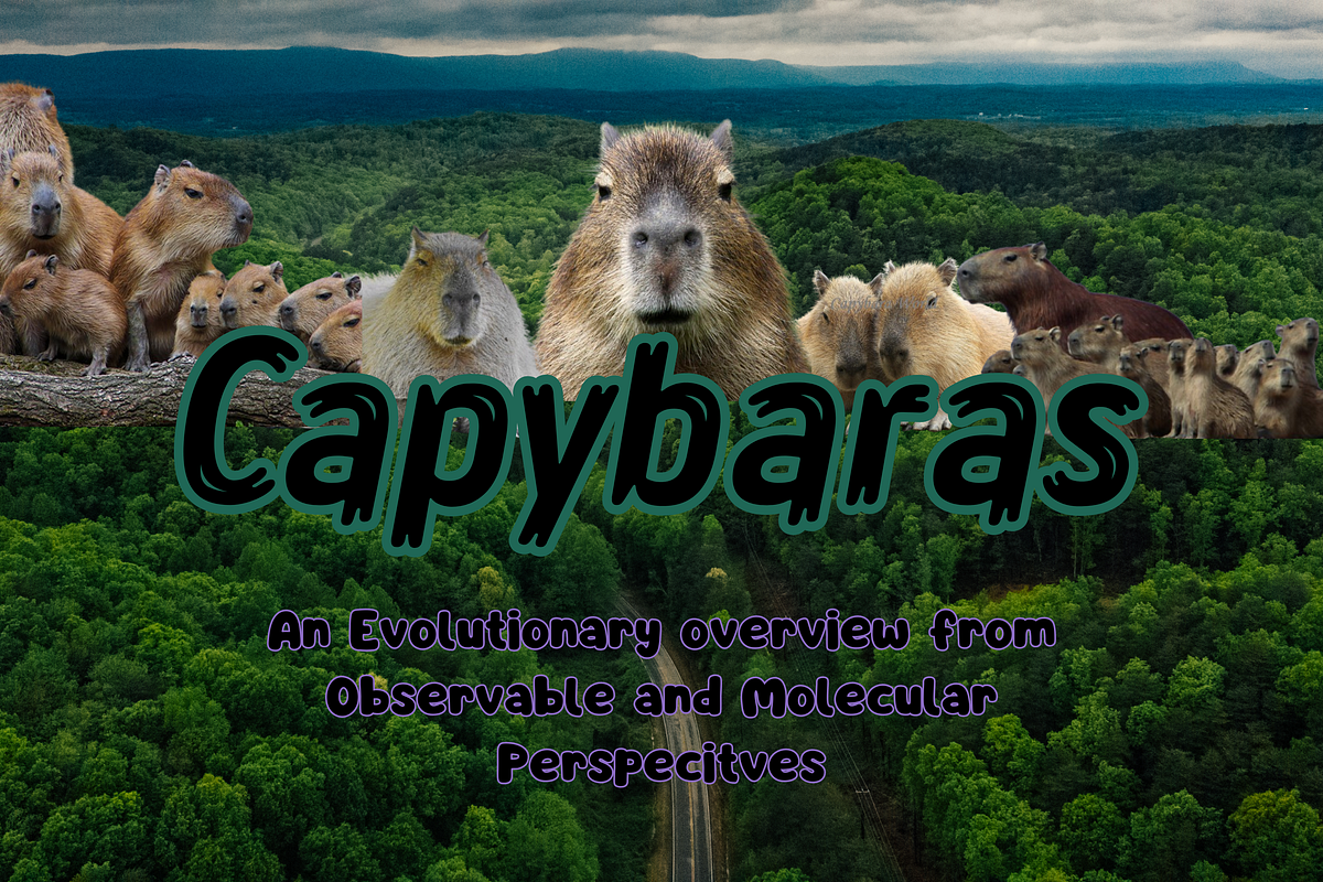 Capybaras: An Evolutionary Overview from Observable and Molecular ...