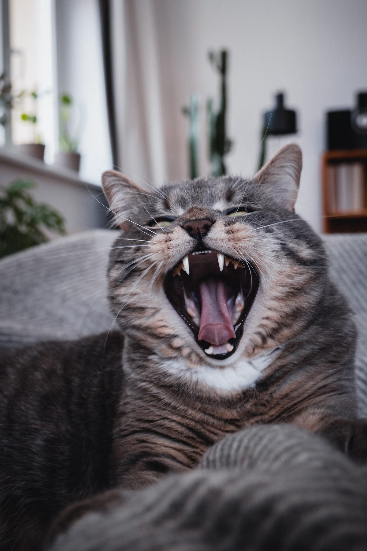 Trending Topics: Cat Toothpaste?. It’s a little surprising. | by ...