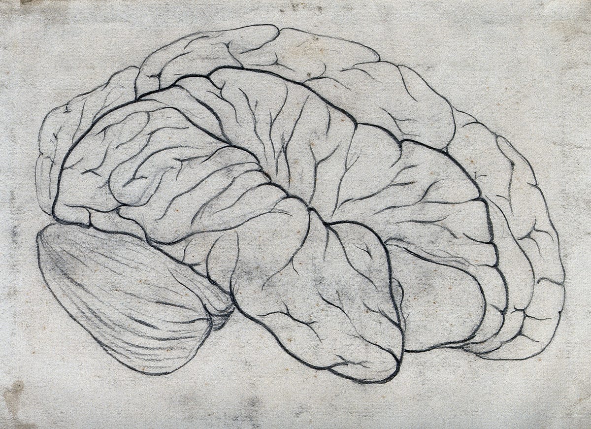 Beginner’s mind vs. expert’s mind, explained | by Jeremy Mohler, LCPC ...