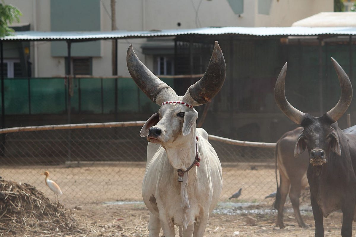 Kankrej Cattle #indiecattle #localbreed | by Spandana Harish | May ...
