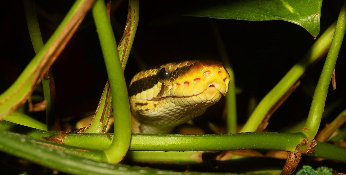 10 Fabulous Python Decorators | by Emma Boudreau | TDS Archive | Medium