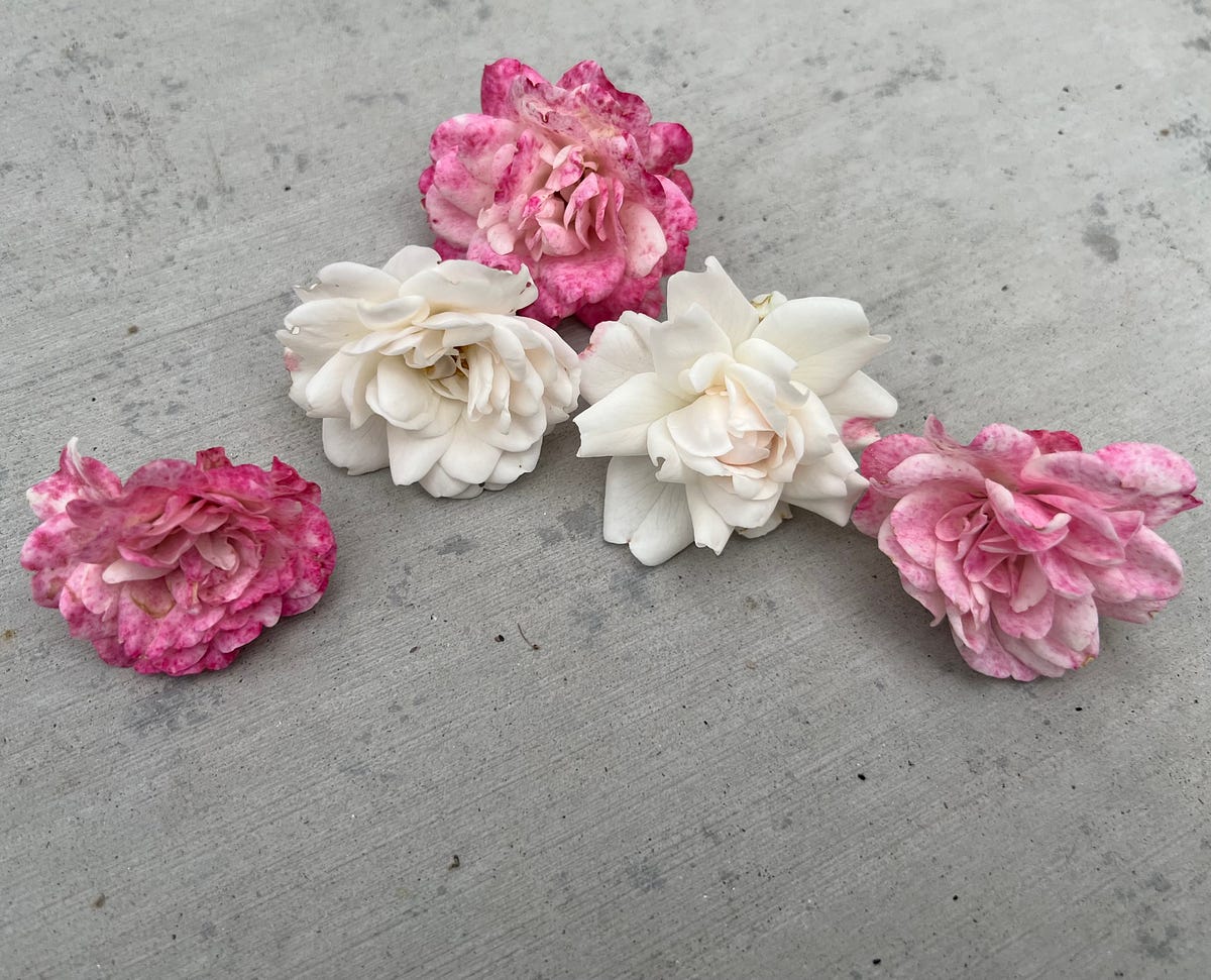 Impact of heat stress on rose petals - The Daily Cuppa - Medium