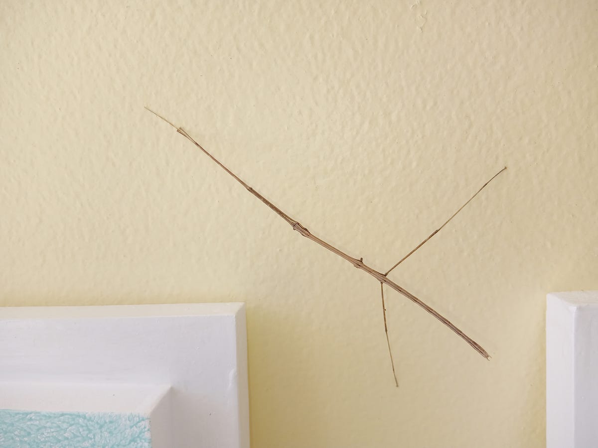 Suicidal Stick Bugs - The Daily Cuppa - Medium