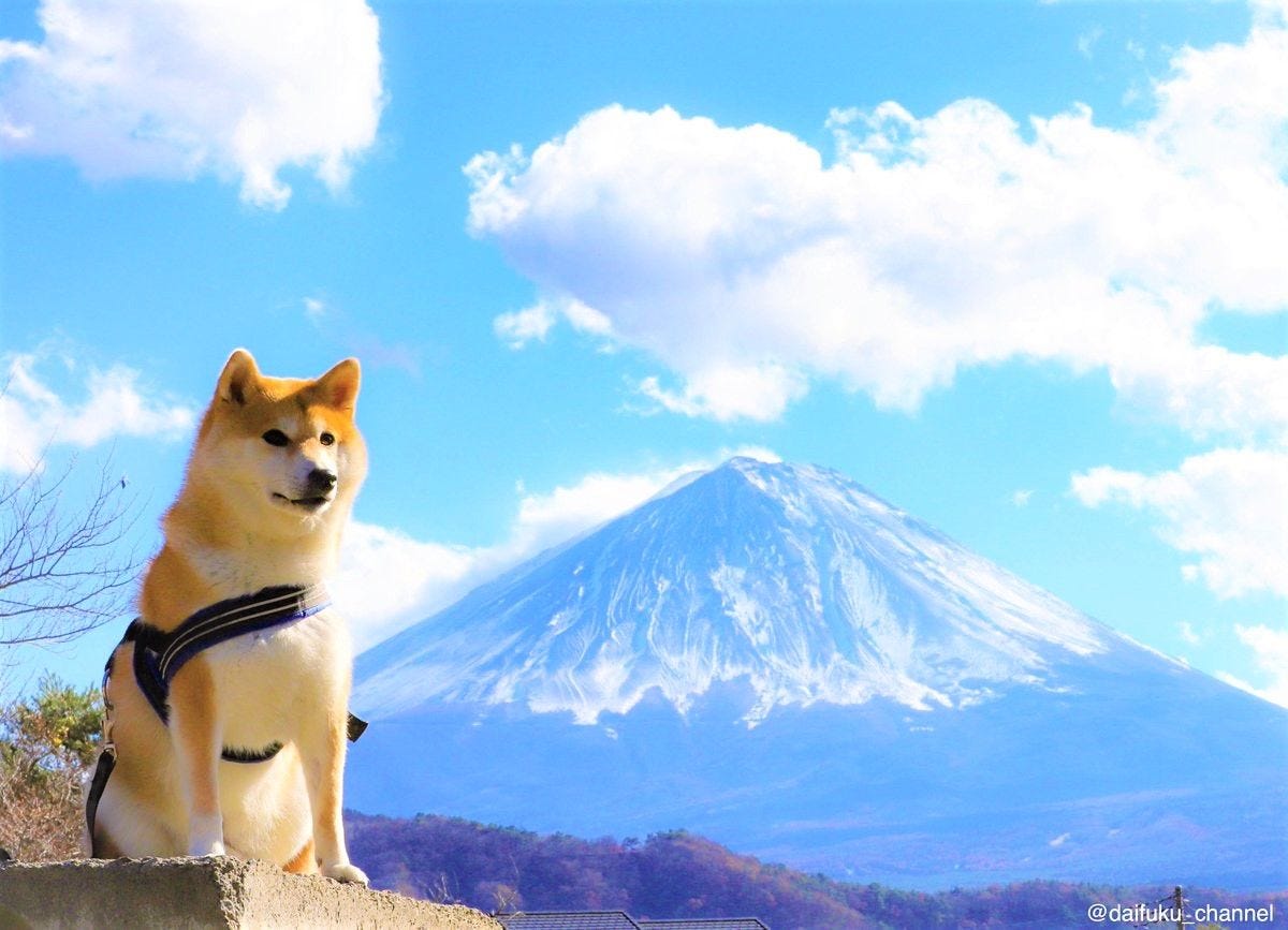 All Hail The Yama! — The Genesis of The Shiba That Birthed It All | by ...