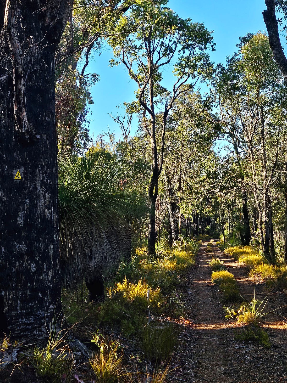 A Woman Hiking Alone. Back on the Bibbulmun Track | by Maria Grigorescu ...