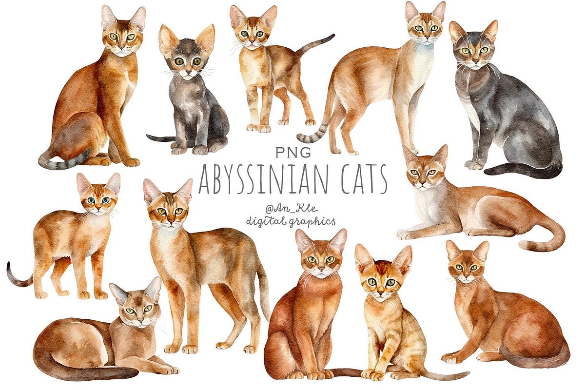 Abyssinian Cats clipart png digital download, Abyssinian kitten ...