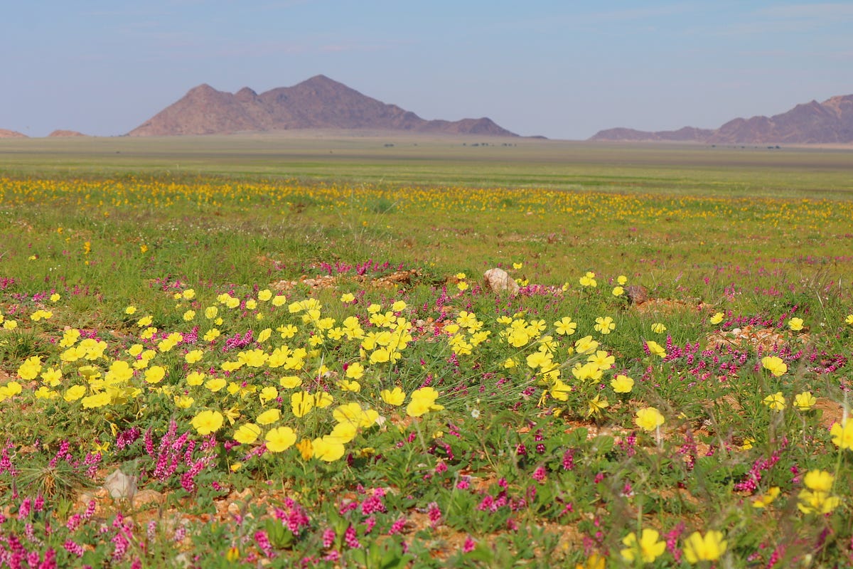 Floral Beauty in the Desert. Because nowhere else create flowers… | by ...
