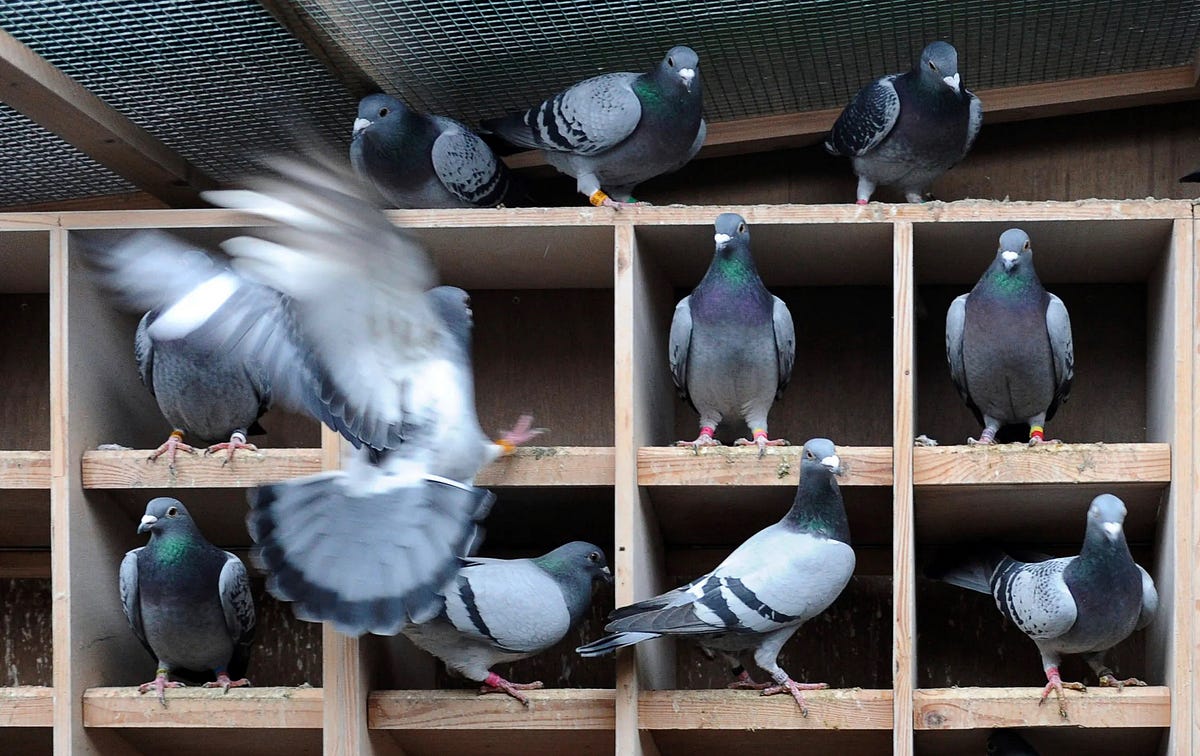 A Pigeon fighting the Pigeonhole. About my posts: I get we’re all busy ...