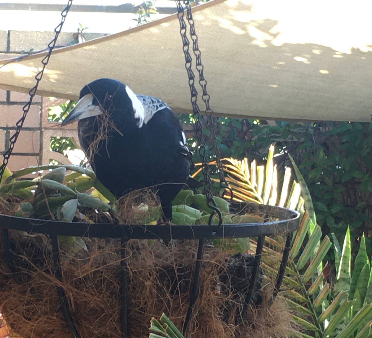 Maggie Magpie. What Have You Found? | by Amy Marley | ILLUMINATION | Medium