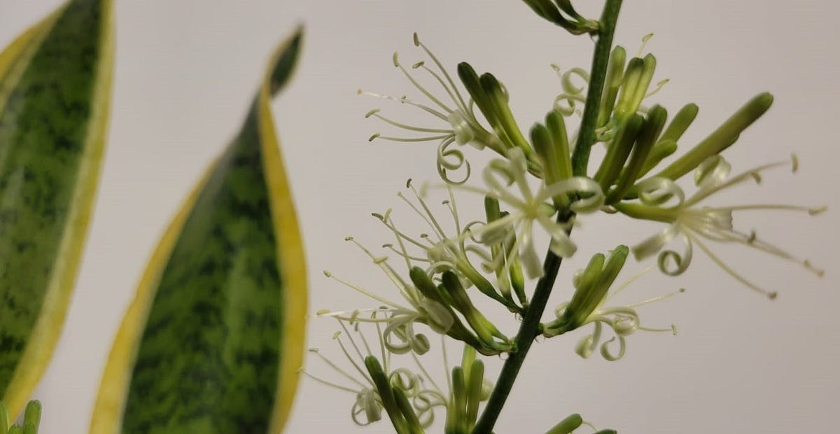 Have You Ever Seen Flowers on a Snake Plant? | by Kenny Minker ...