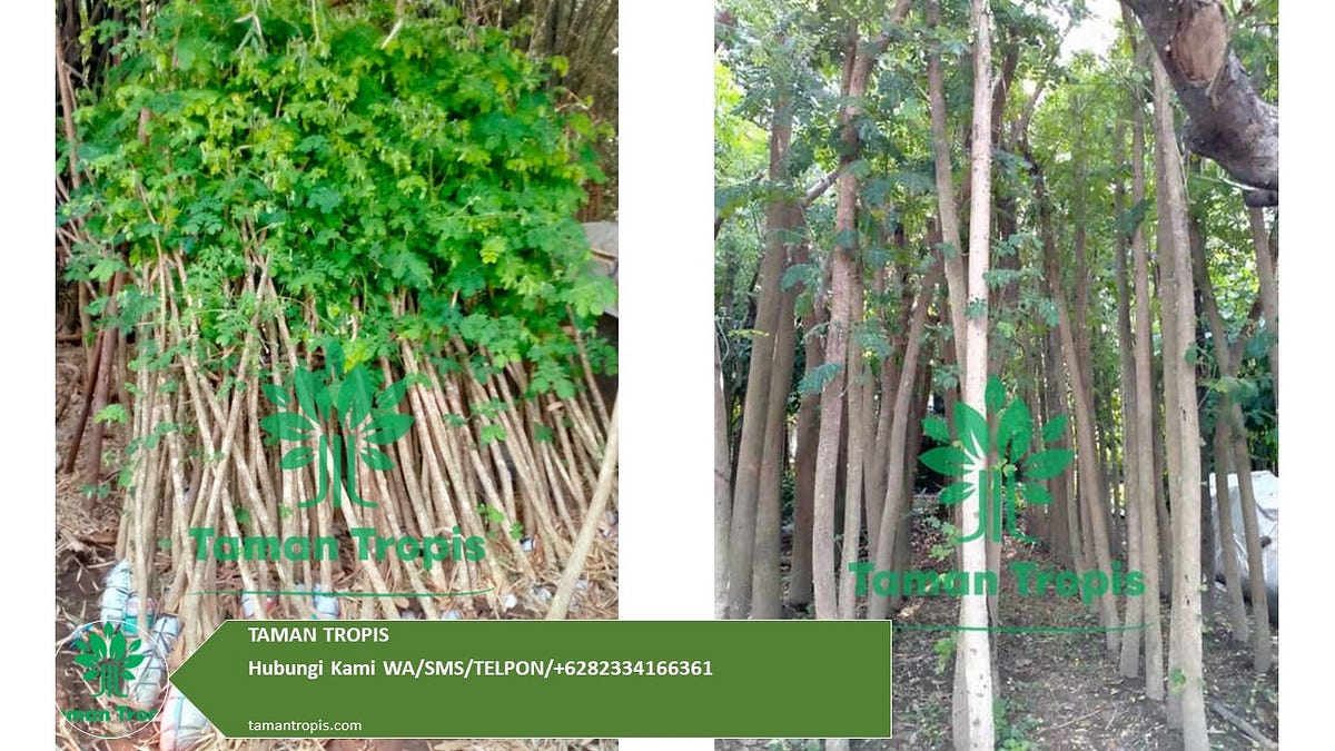 Jual Pohon Trembesi Kabupaten Garut Terpercaya 082334166361 Bergaransi ...