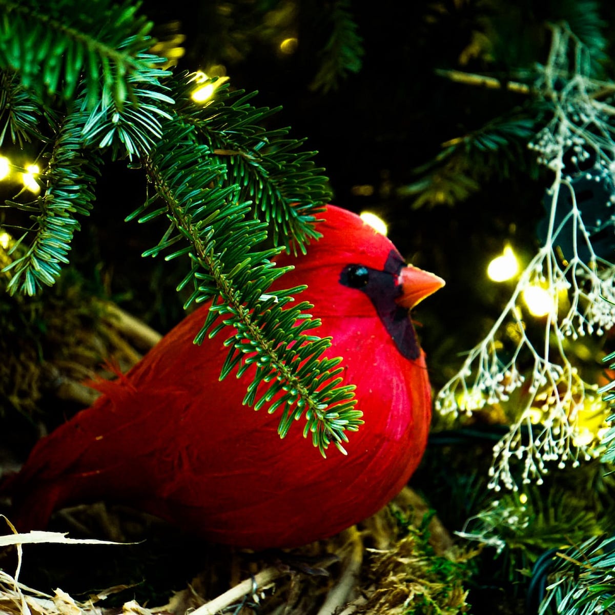 Cardinal Crossing. My aunt’s favourite bird | by NADINE H | Medium ...