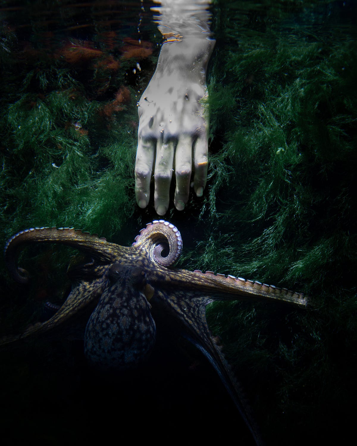 Learning to Love the Octopus. An extraordinary new documentary called ...