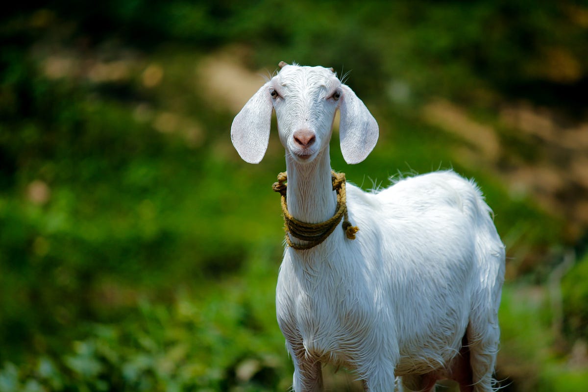 Narcissists Need Scapegoats | by Kitanya Harrison | Narc Alarms | Medium