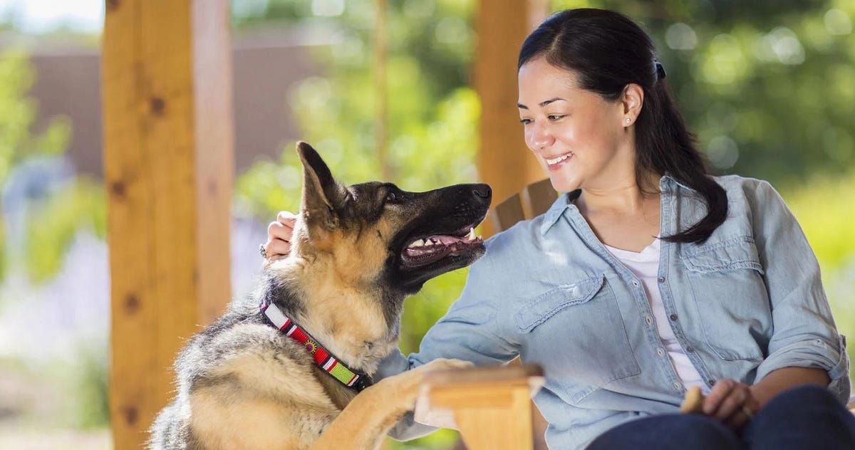 5 Simple Ways to Get Your Dog to Pay Attention | by Smart Dogs | Medium