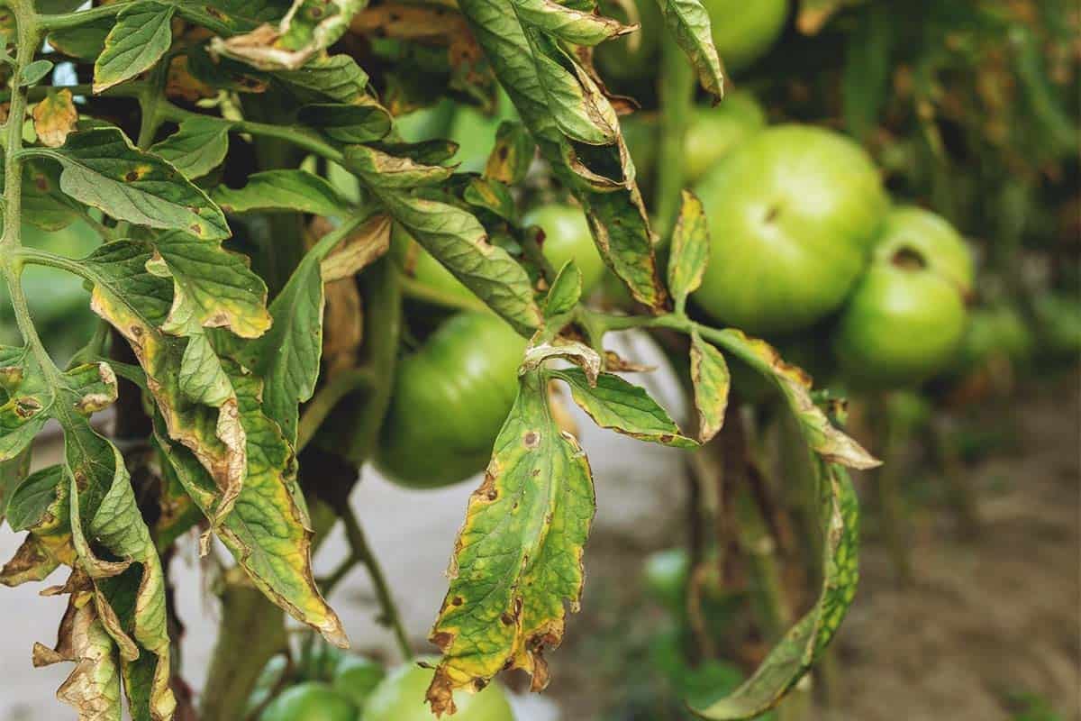 How to Treat Fusarium Wilt from Your Garden | by tree-healthcare ...