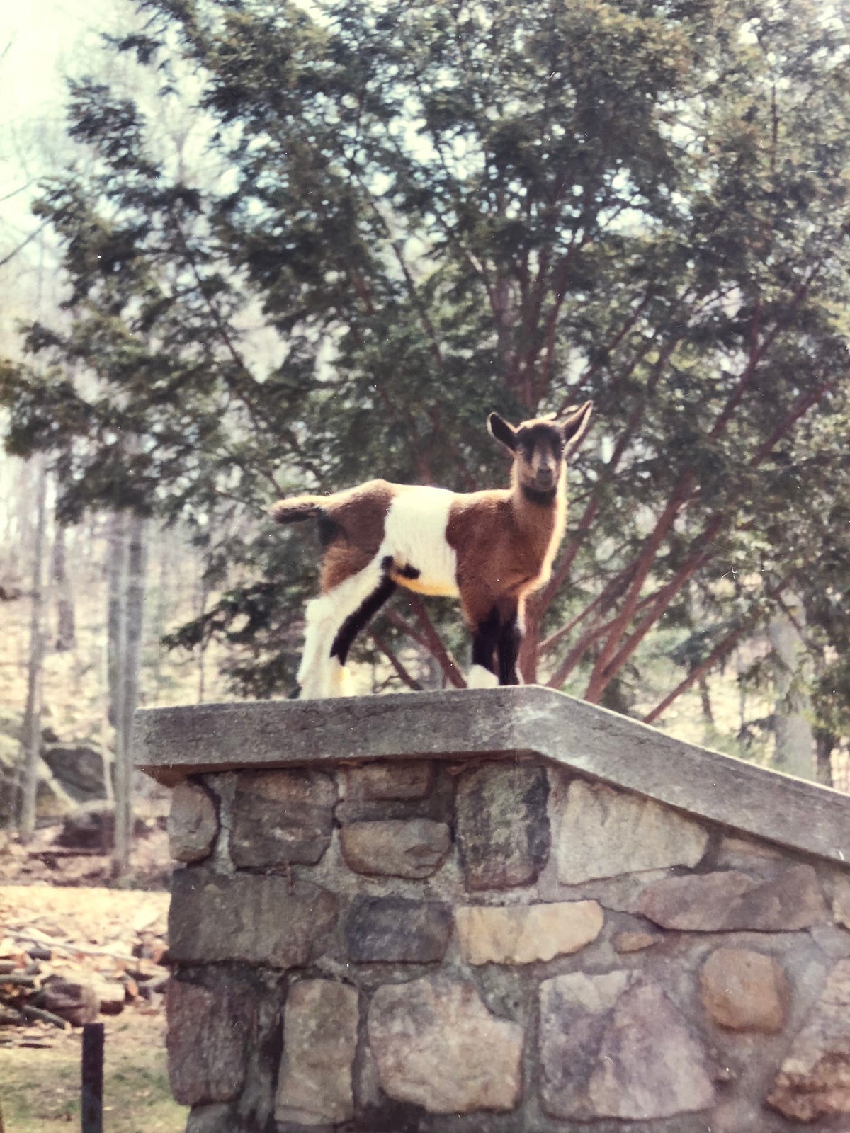Peter The Goat — My People (part 4) | by Homer Trecartin | Medium