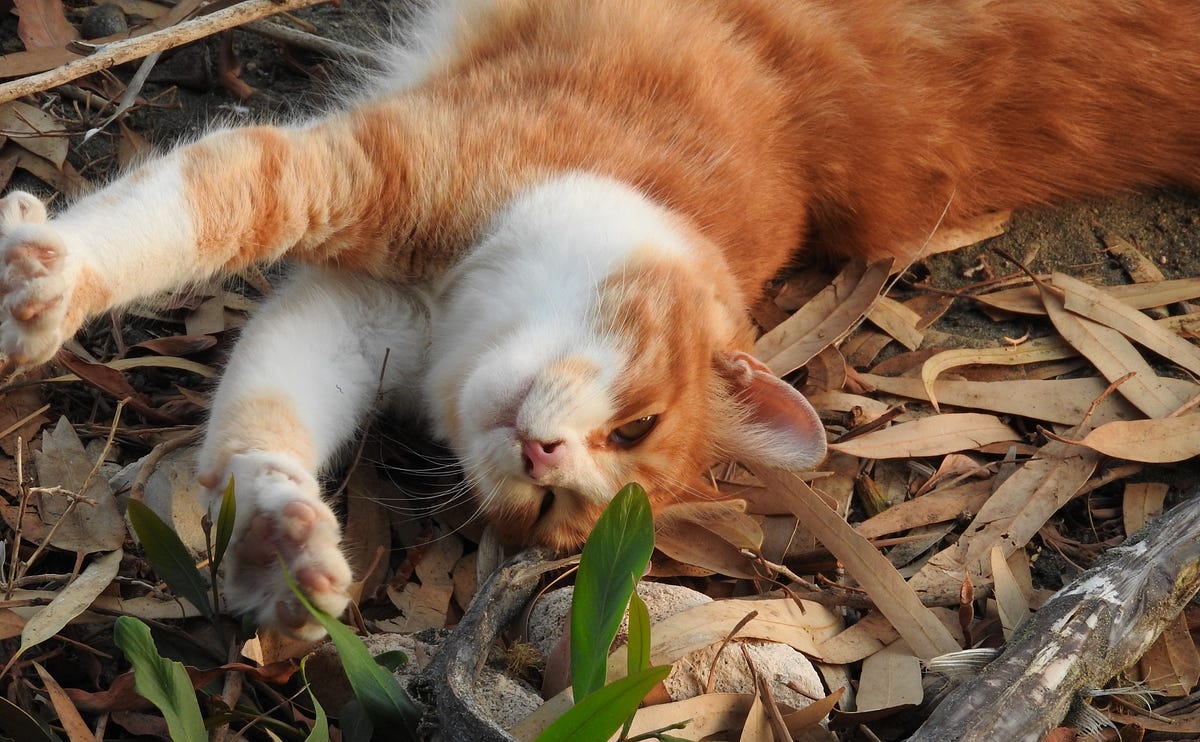 Cats of Cyprus. These moggies are here to stay | by Olive Wilson ...