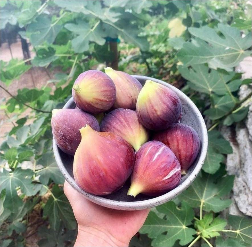 Bibit Tin Fresh Cangkok Tgf Taiwan Golden Fig Probolinggo | by mirza ...