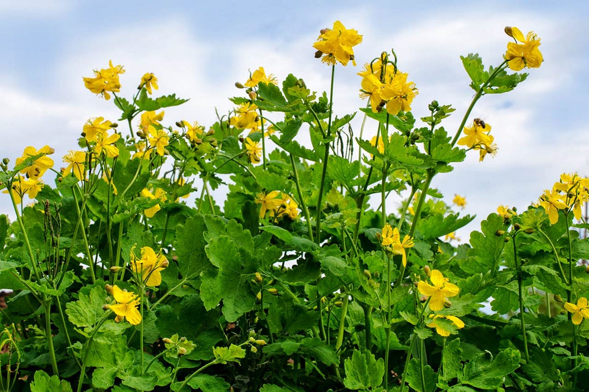 Celandine — Useful properties and applications. Contraindications | by ...