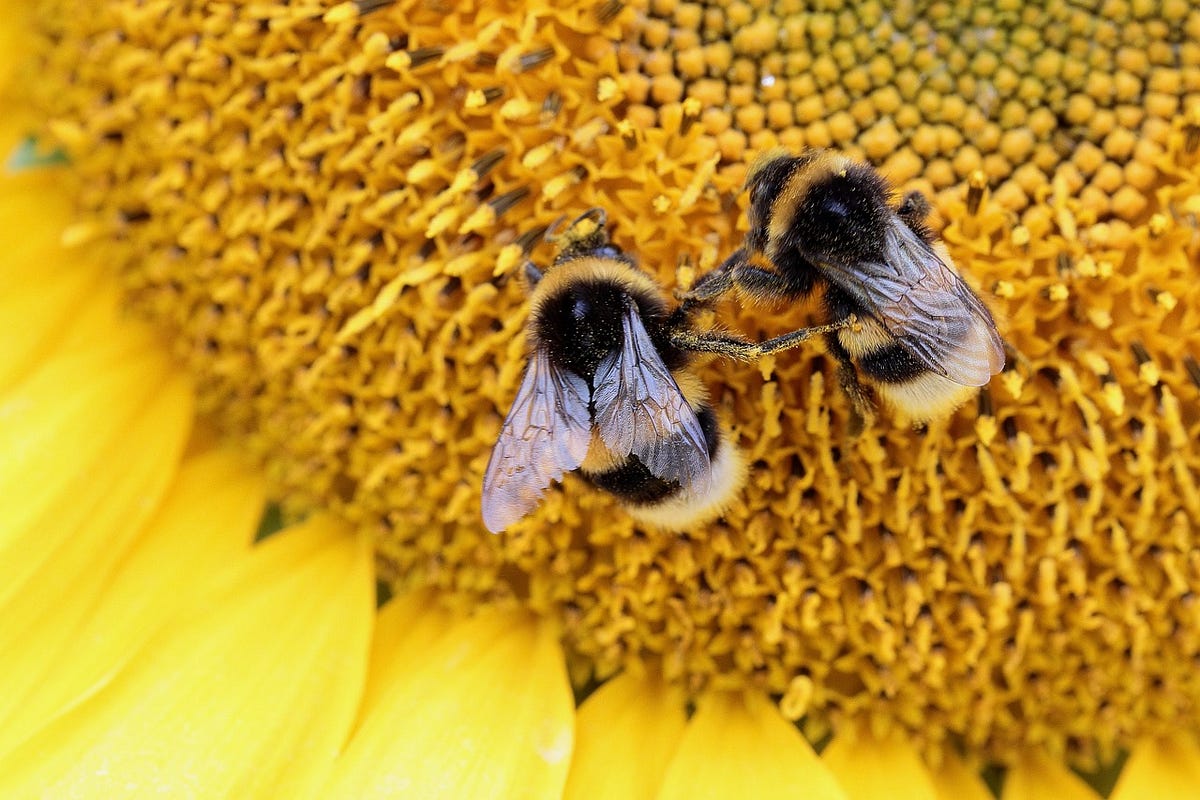 Hey, Bumble! Is “MILFs and Bacon” the Best You Can Do? | by Dana DuBois | Sexography | Medium