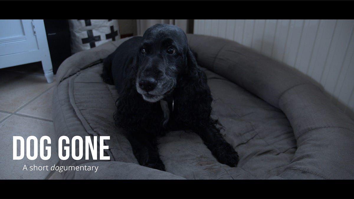 Case Study: Dog Gone — A Short Dogumentary | by Fren Lomme | Oct, 2023 ...
