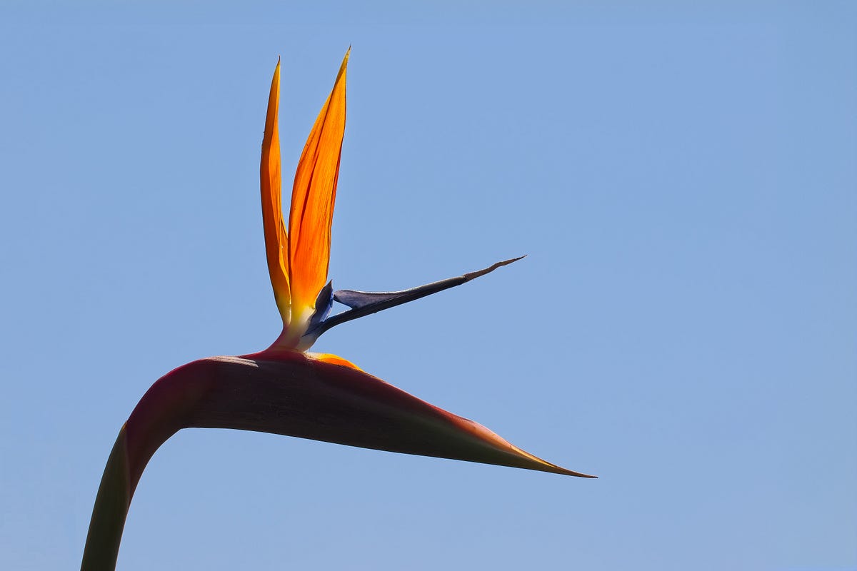 Flower Photography: Backlight. Backlight can lead to interesting… | by ...