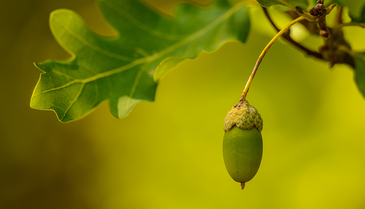 Put your spare change to work with Acorns | by Benni There Done That ...
